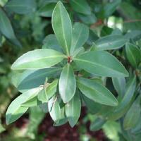Marlberry (Ardisia escallonioides) - Garden.org