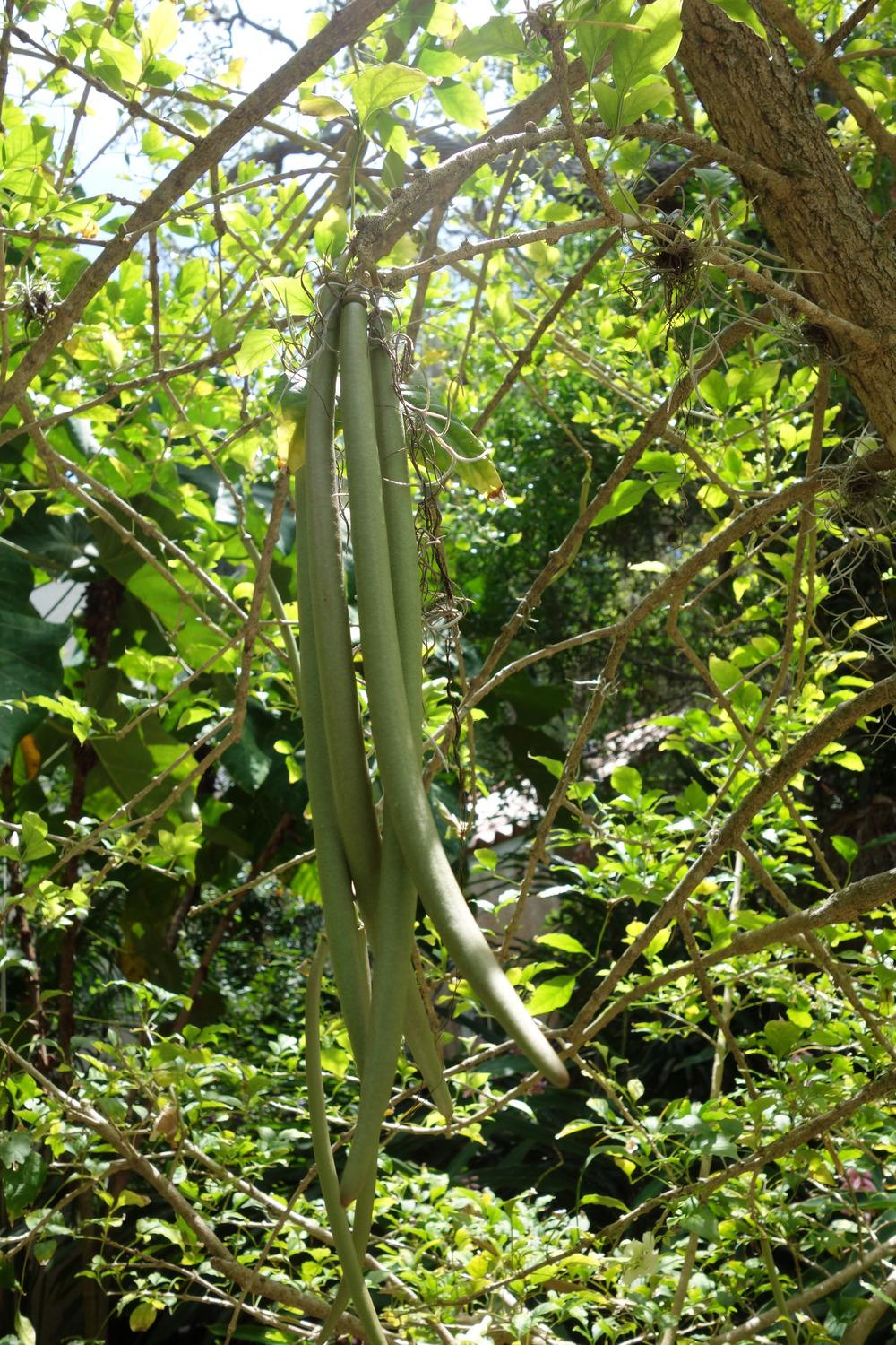 Photo of the fruit of Candle Tree (Parmentiera cereifera) posted by ...