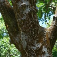 Photo of the stem, scape, stalk or bark of Variegated Coral Tree ...