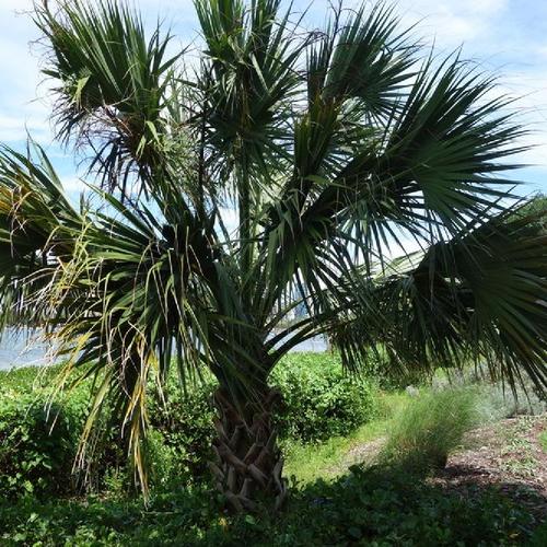 Sabal rosei - Garden.org