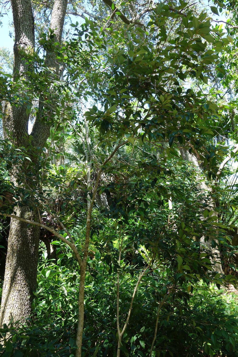 Photo of the entire plant of Spicewood (Calyptranthes pallens) posted ...
