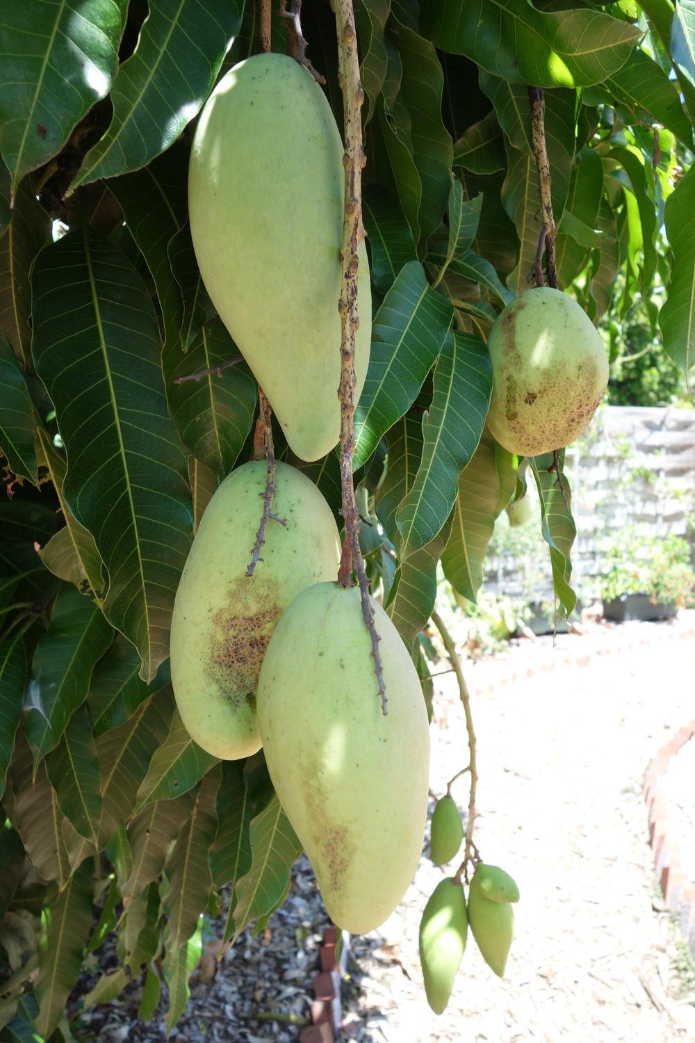 Photo of the fruit of Common Mango (Mangifera indica 'Nam Dok Mai ...