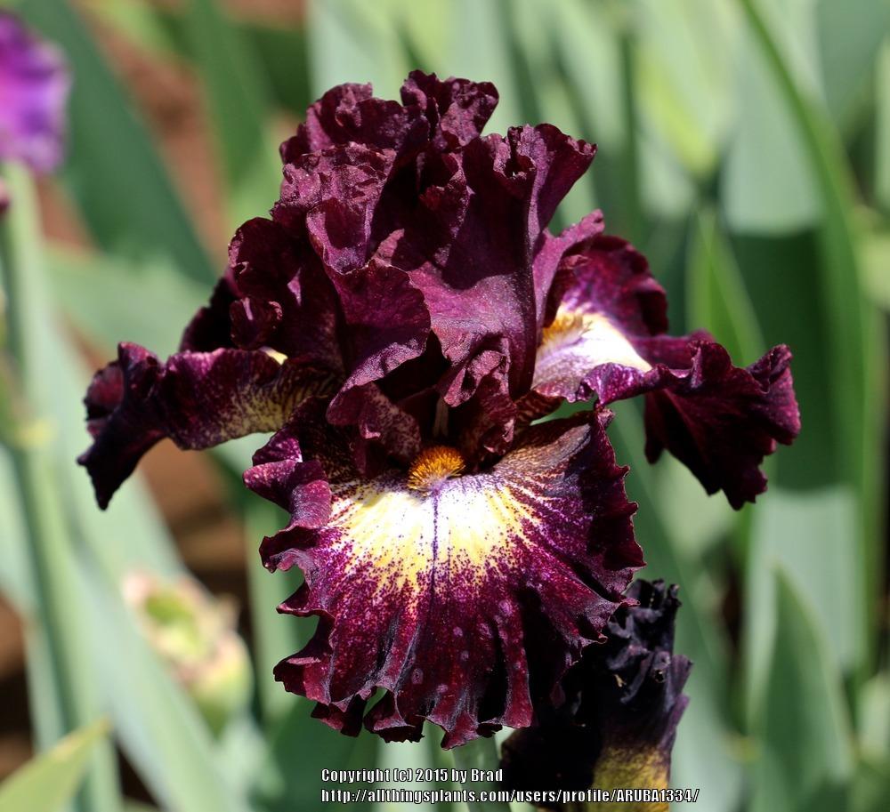 Tall Bearded Iris (Iris 'Tunnel Vision') in the Irises Database ...