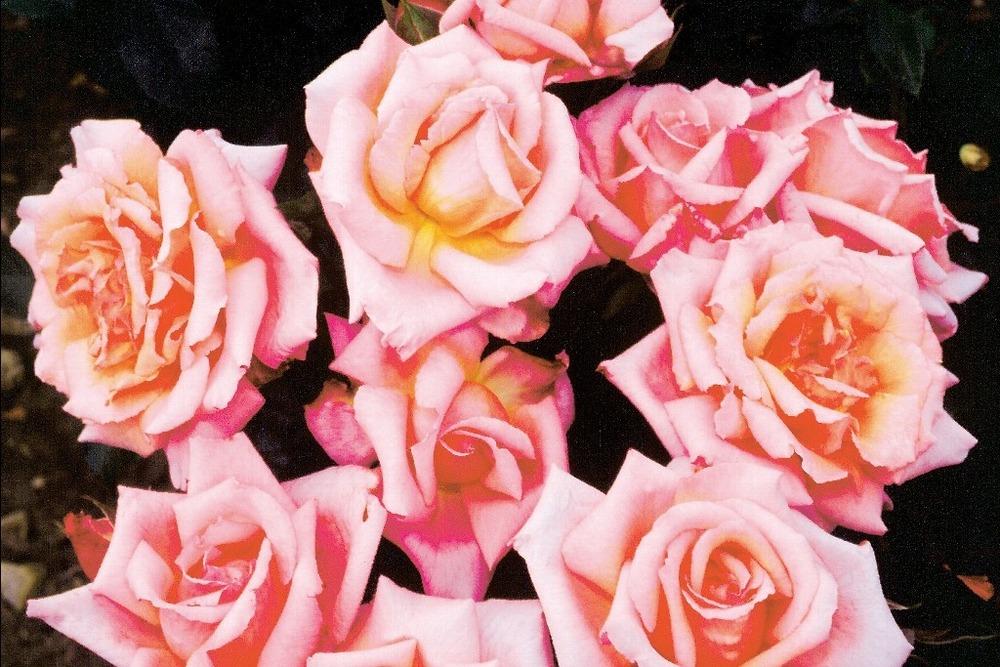 Photo of the bloom of Climbing Hybrid Tea Rose (Rosa 'Compassion ...