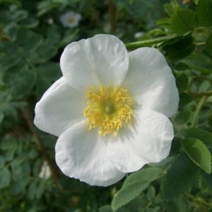 Rose (Rosa beggeriana) in the Roses Database - Garden.org