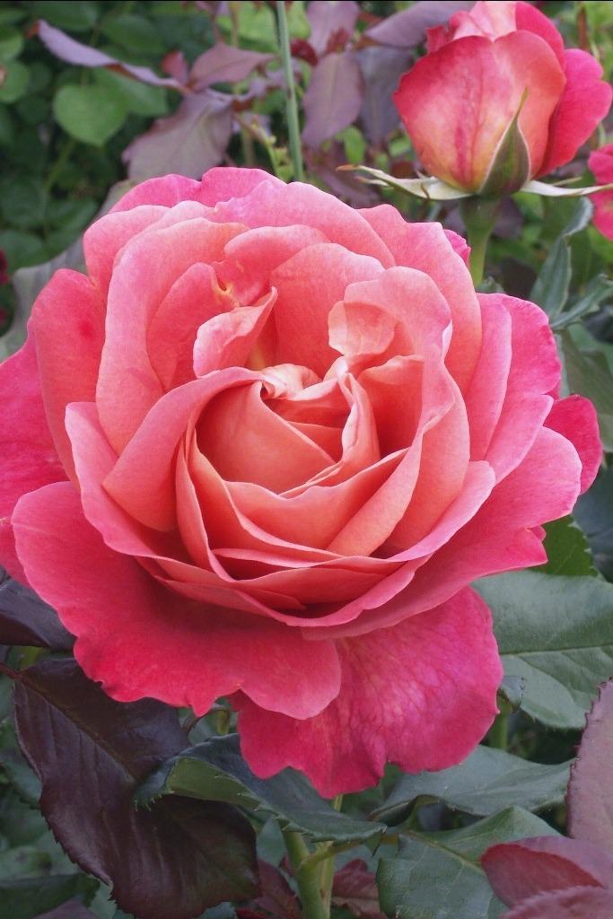 Rose (Rosa 'Bel Ange') in the Roses Database - Garden.org