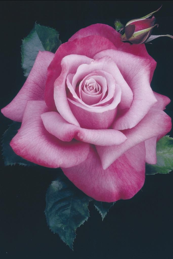 Rose (Rosa 'Barbra Streisand') in the Roses Database - Garden.org