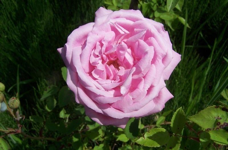 Rose (Rosa 'Bebe Fleuri') in the Roses Database - Garden.org