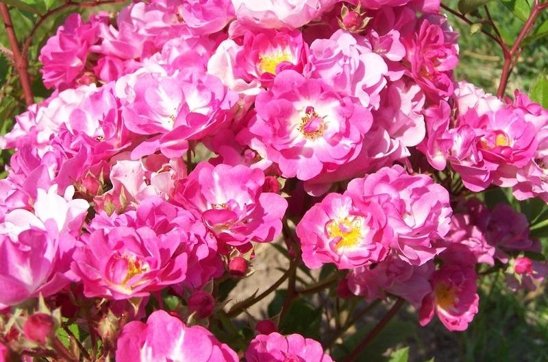 Rose (Rosa 'Belinda') in the Roses Database - Garden.org