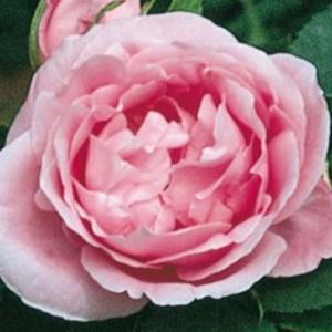 Rose (Rosa 'Baroness Rothschild') in the Roses Database - Garden.org