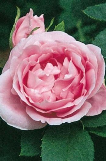 Rose (Rosa 'Baroness Rothschild') in the Roses Database - Garden.org