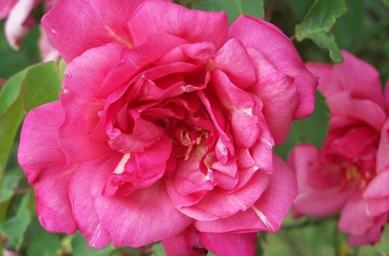 Photo of the bloom of Tea Rose (Rosa 'Beaute Inconstante') posted by ...