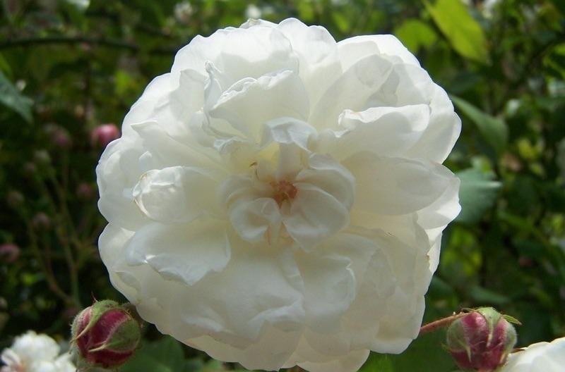 Rose (Rosa 'Baltimore Belle') in the Roses Database - Garden.org