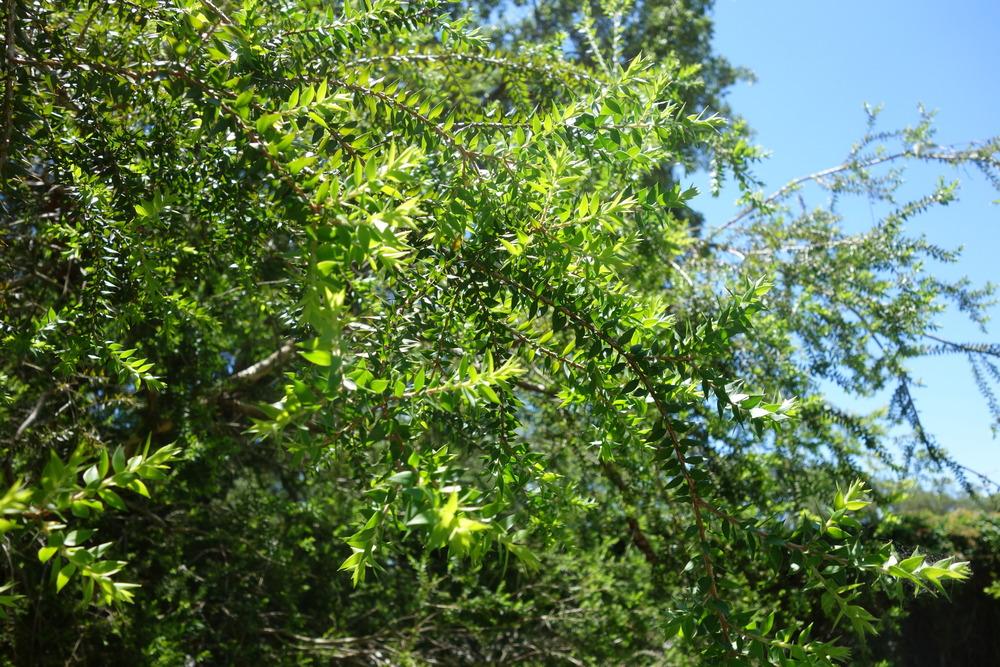 Photo of the leaves of Prickly Paperbark (Melaleuca styphelioides ...