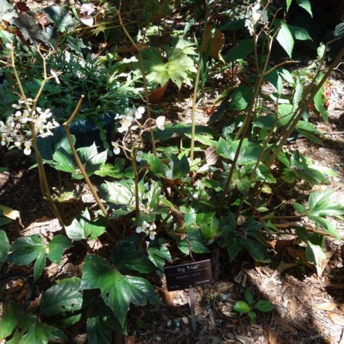 Begonia 'Big Mac' in the Begonias Database - Garden.org