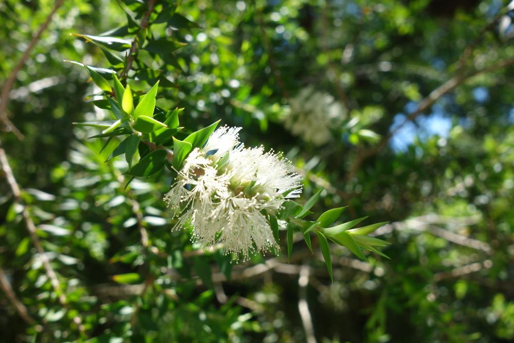 Photo of the bloom of Prickly Paperbark (Melaleuca styphelioides ...