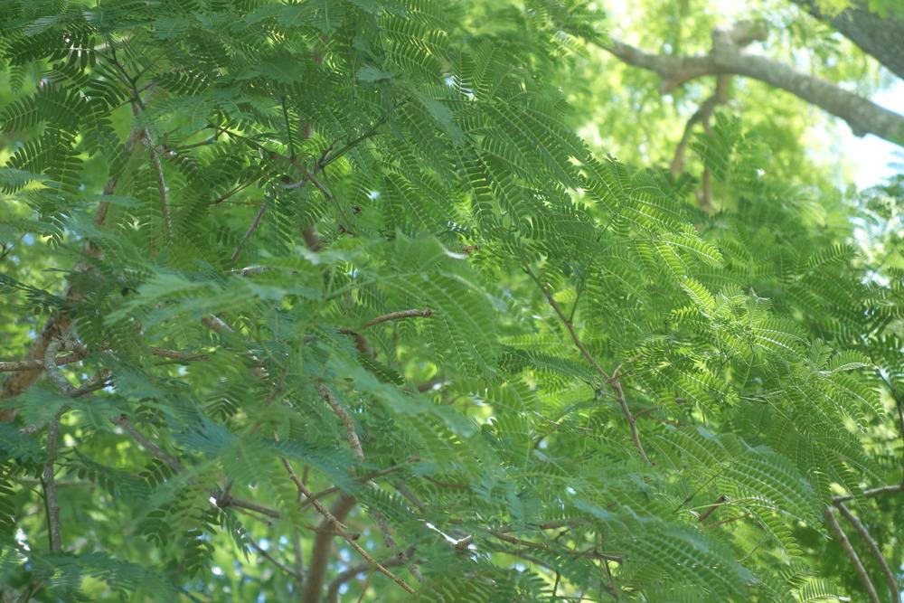 Ear Pod Tree (Enterolobium cyclocarpum) - Garden.org