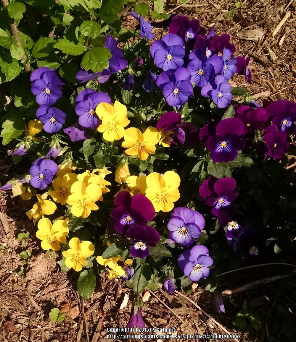 Photo of the entire plant of Viola (Viola cornuta Penny™ Lane Mix ...