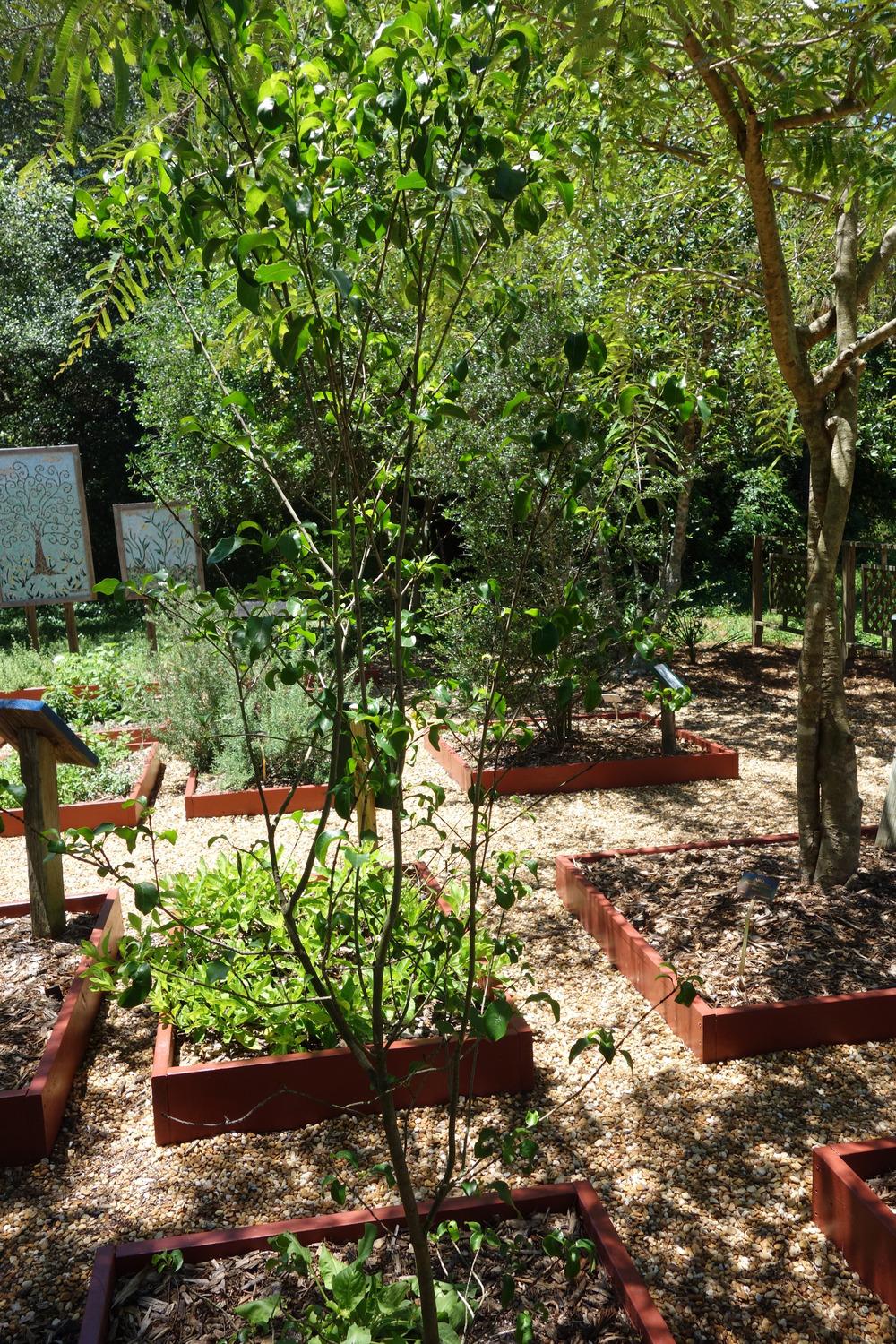 Princewood (Exostema caribaeum) - Garden.org