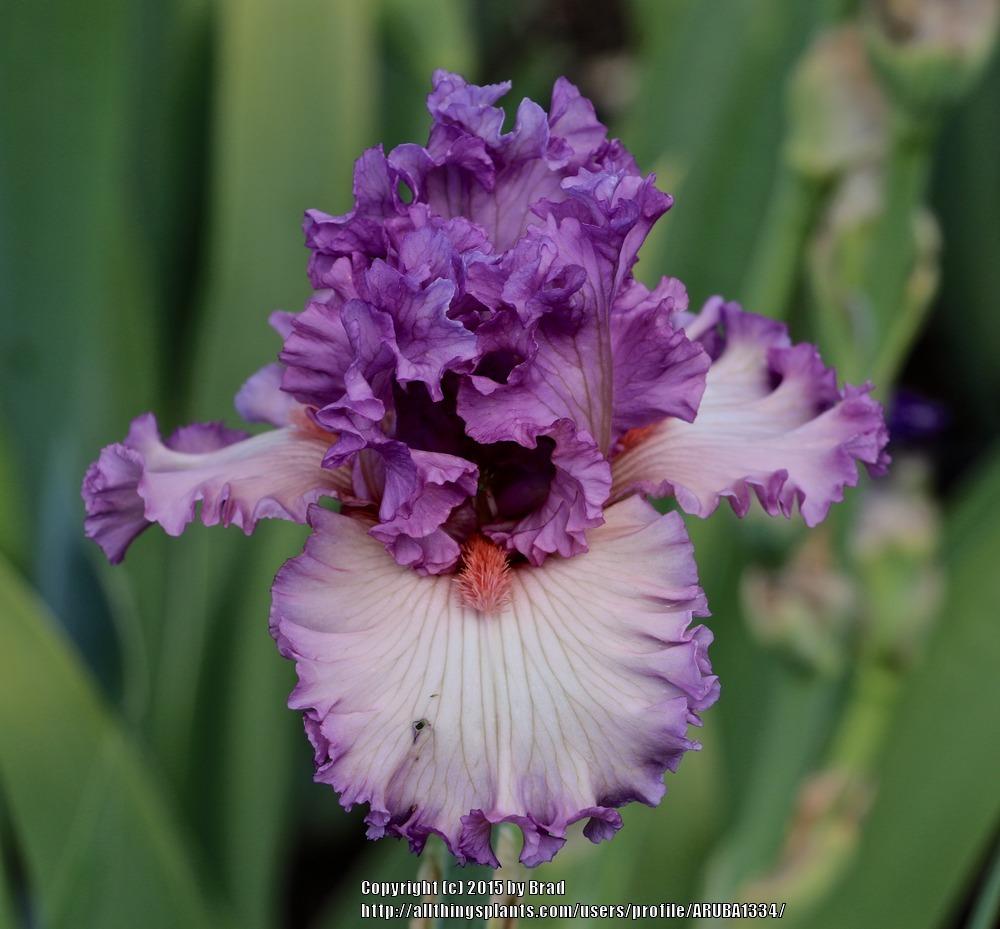 Photo of the bloom of Tall Bearded Iris (Iris 'Edifice') posted by ...