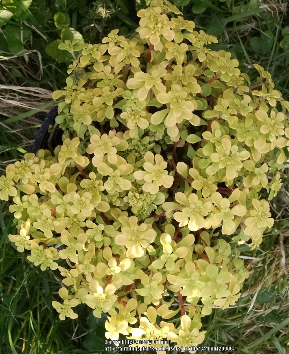 Photo of the entire plant of Japanese Woodland Stonecrop (Sedum makinoi ...
