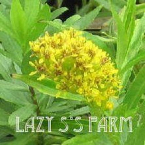 Goldenrod (Solidago shortii 'Solar Cascade') in the Goldenrods Database ...