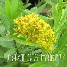 Goldenrod (Solidago shortii 'Solar Cascade') in the Goldenrods Database ...