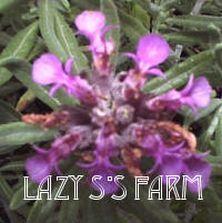 Photo of the bloom of Fruity Germander (Teucrium cossonii) posted by ...