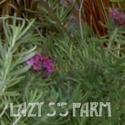 Fruity Germander (Teucrium cossonii) - Garden.org