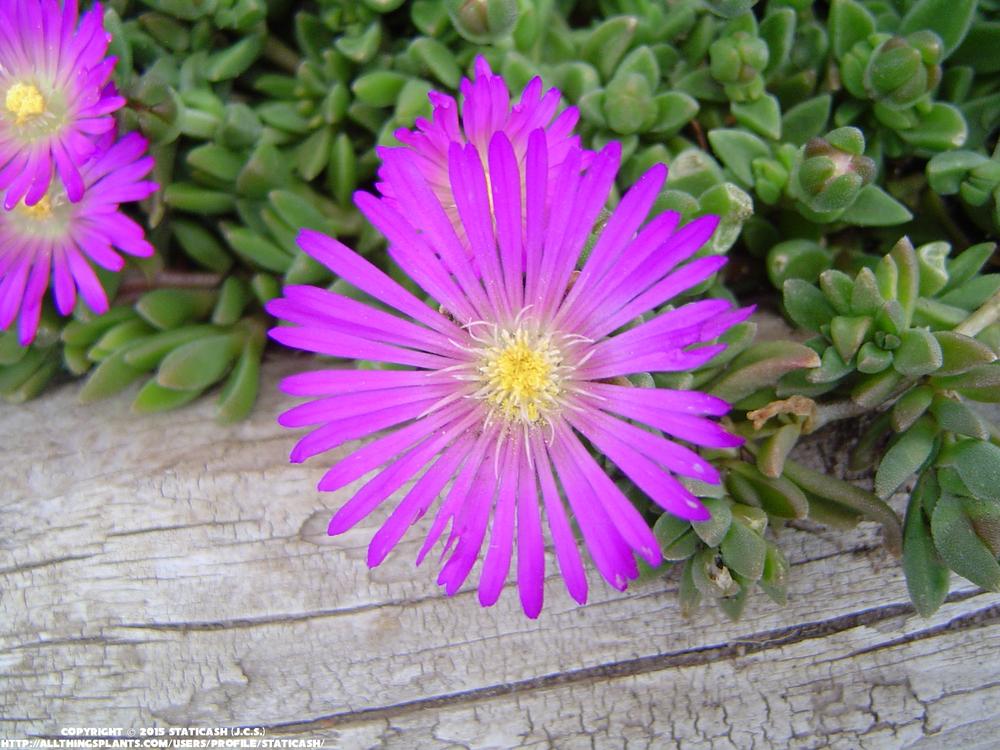 Photo of the bloom of Ice Plant (Delosperma obtusum Table Mountain ...