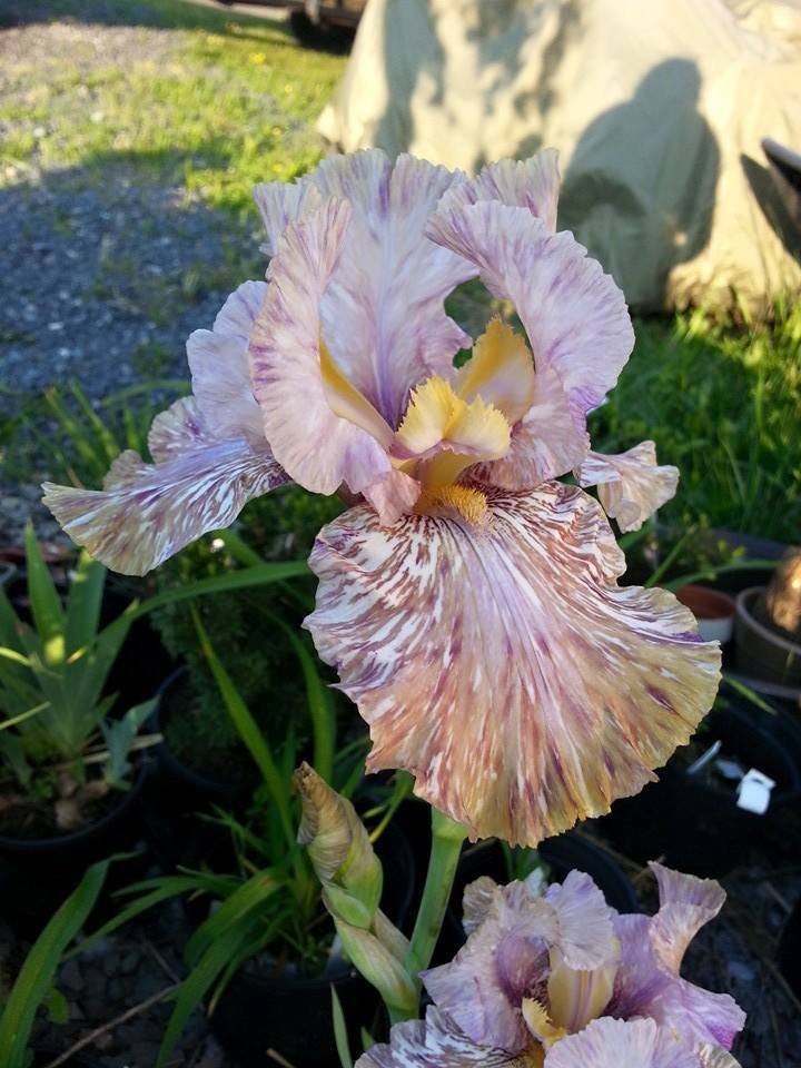 Photo of the bloom of Tall Bearded Iris (Iris 'Python'z Parasol ...