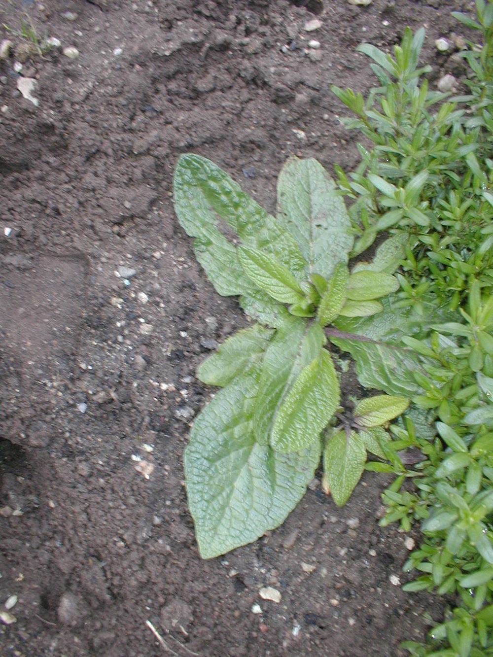 Photo of the seedling or young plant of Purple Mullein (Verbascum ...