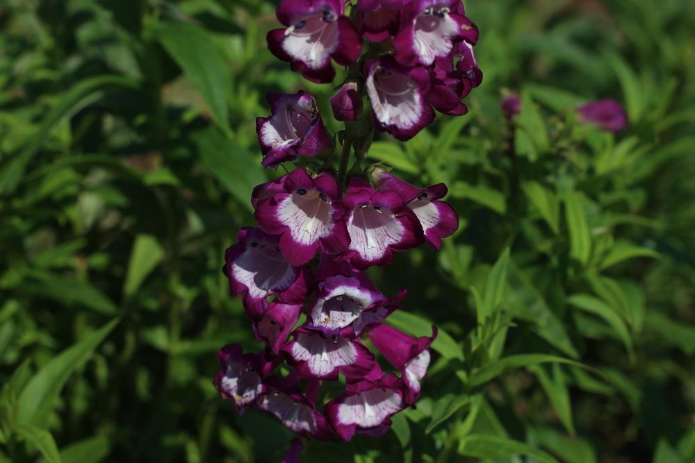 Photo of the bloom of Penstemon 'Grape Taffy' posted by dave - Garden.org