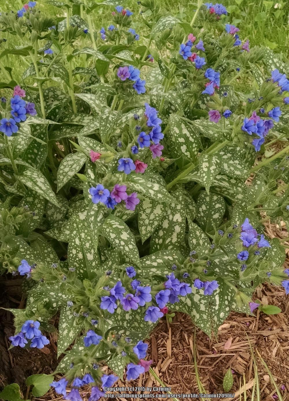 Longleaf Lungwort (Pulmonaria longifolia 'E.B. Anderson') - Garden.org