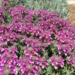 Fruity Germander (Teucrium cossonii) - Garden.org