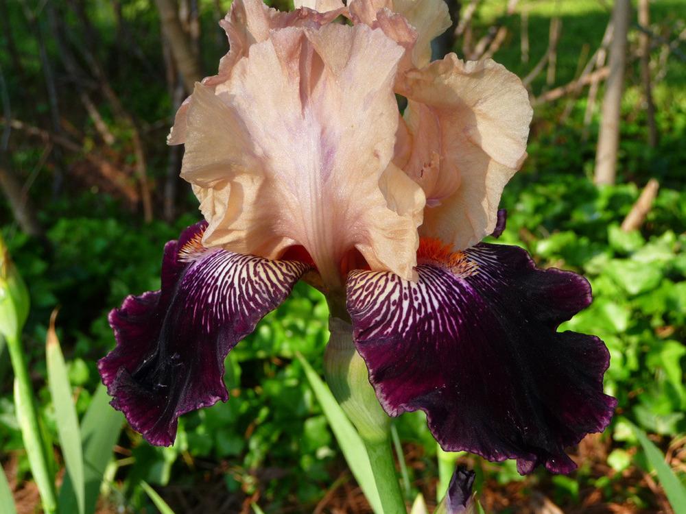 Photo of the bloom of Iris 'Wench' posted by Lestv - Garden.org