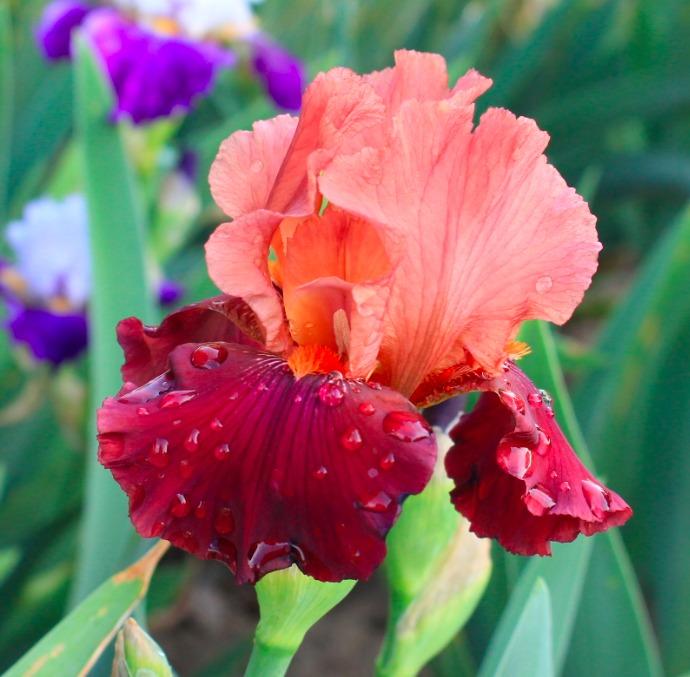 Tall Bearded Iris (Iris 'Radiant Garb') in the Irises Database - Garden.org