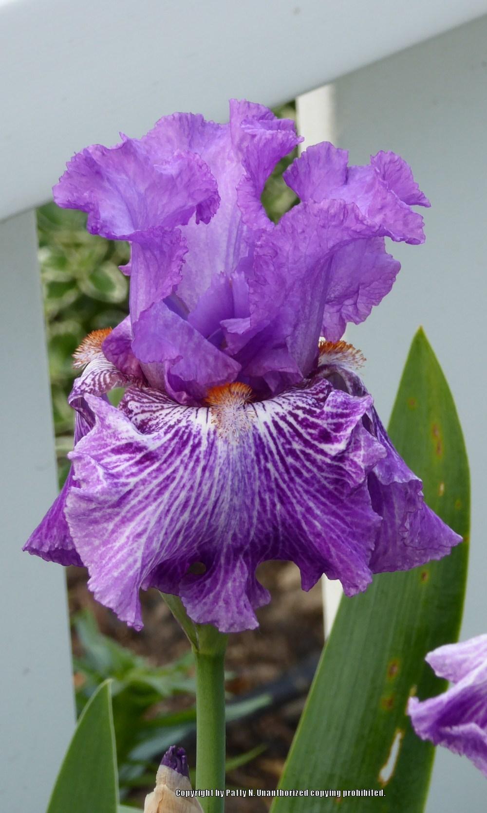 Photo of the bloom of Tall Bearded Iris (Iris 'Splatter Art') posted by ...