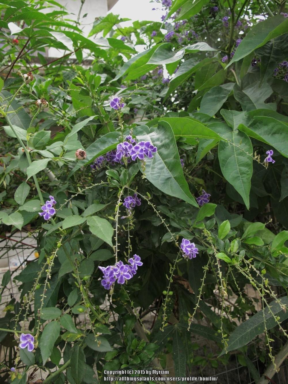 Photo of the entire plant of Golden Dew Drop (Duranta erecta 'Sapphire ...