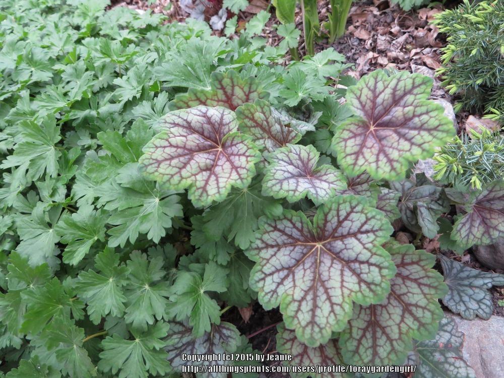 Coral Bells: Plant Care and Collection of Varieties - Garden.org