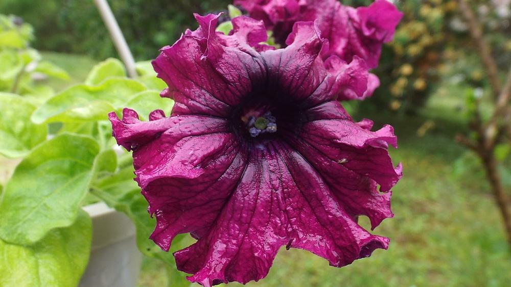 Petunias: Plant Care and Collection of Varieties - Garden.org