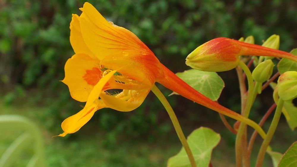 Photo of the bloom of Nasturtium (Tropaeolum minus 'Elf's Cap') posted ...