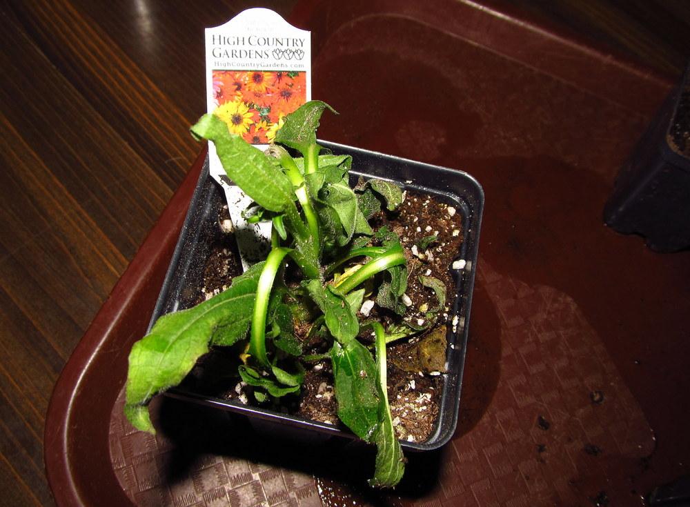 Photo of the emerging growth of Black-eyed Susan (Rudbeckia hirta ...