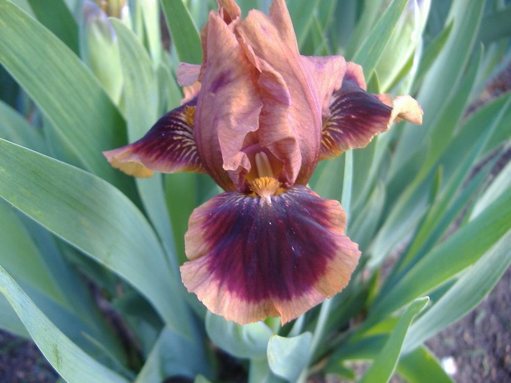 Photo of the bloom of Standard Dwarf Bearded Iris (Iris 'Ruby Tuesday ...