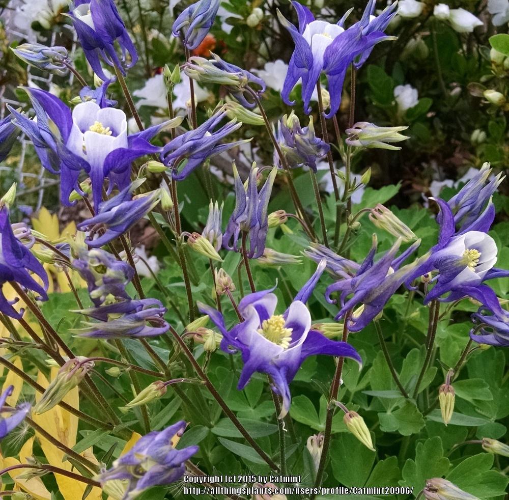 Photo of the bloom of Columbine (Aquilegia vulgaris 'Winky Blue and ...