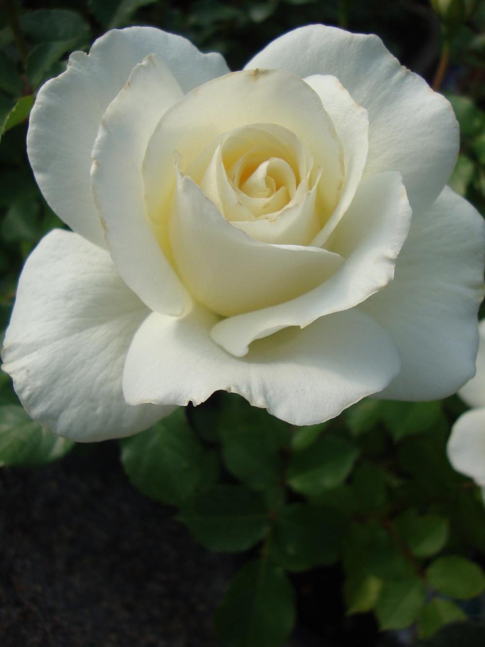 Photo of the bloom of Rose (Rosa 'Moondance') posted by Paul2032 ...