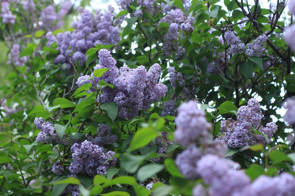 Lilacs: Plant Care and Collection of Varieties - Garden.org