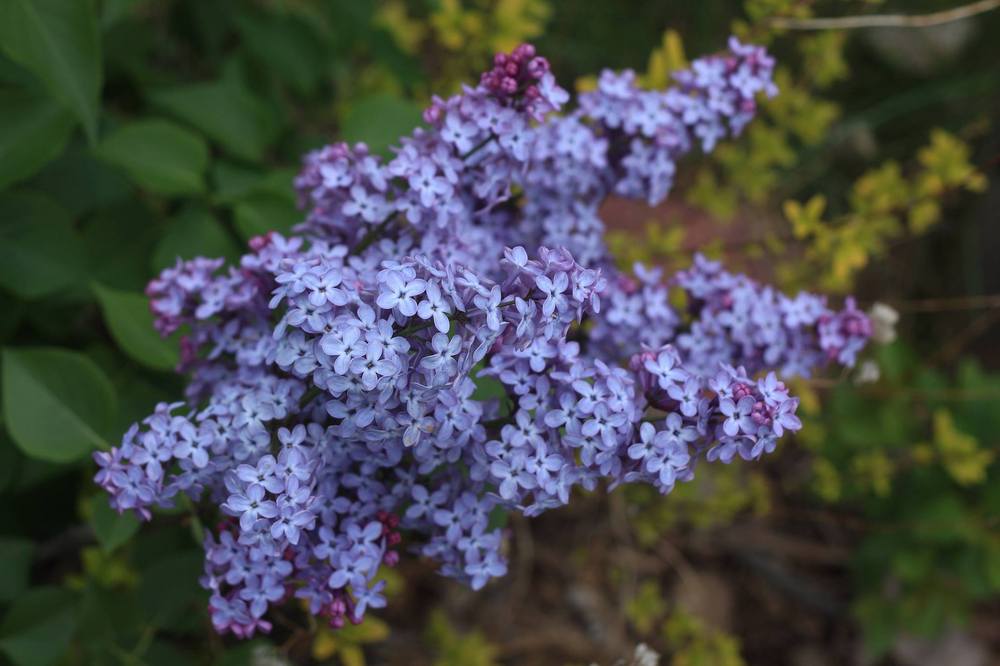 Photo of the bloom of Common Lilac (Syringa vulgaris 'President Grevy ...