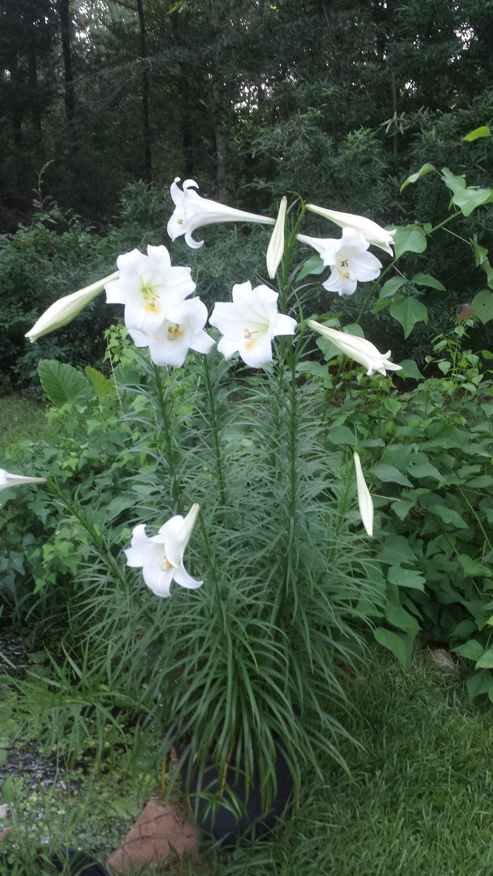 Formosan Lily (Lilium formosanum) in the Plant ID forum - Garden.org