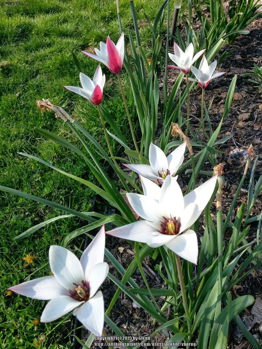 Tulips: Plant Care and Collection of Varieties - Garden.org